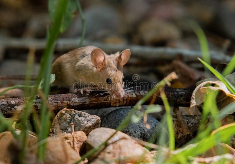 An Adorable Field Mouse on the Hunt Stock Image - Image of hunt, eating ...