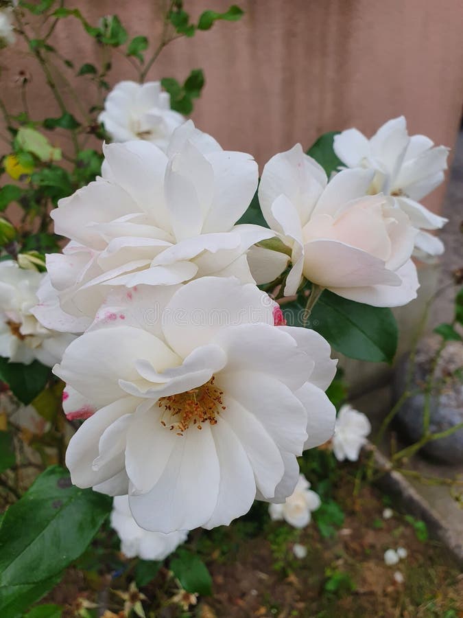 Adorable fleurs blanche stock image. Image of bouquet - 228896469