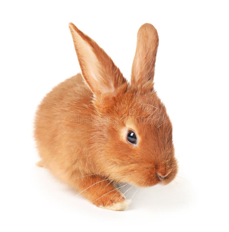 Adorable Bunny Rabbit on White Background Stock Photo - Image of ...