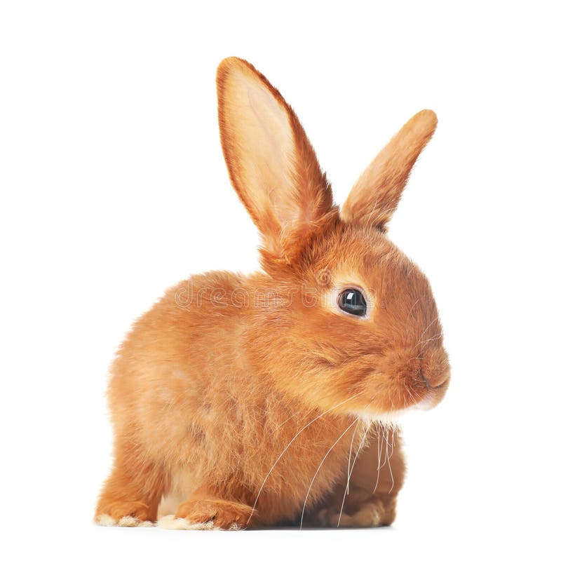 Adorable Bunny Rabbit on White Background Stock Photo - Image of cute ...