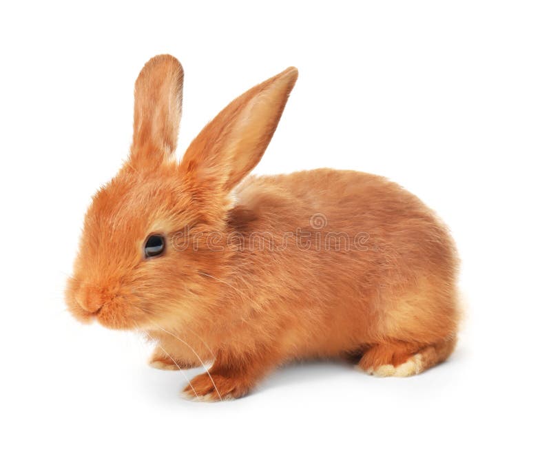 Adorable Bunny Rabbit on White Background Stock Photo - Image of ...