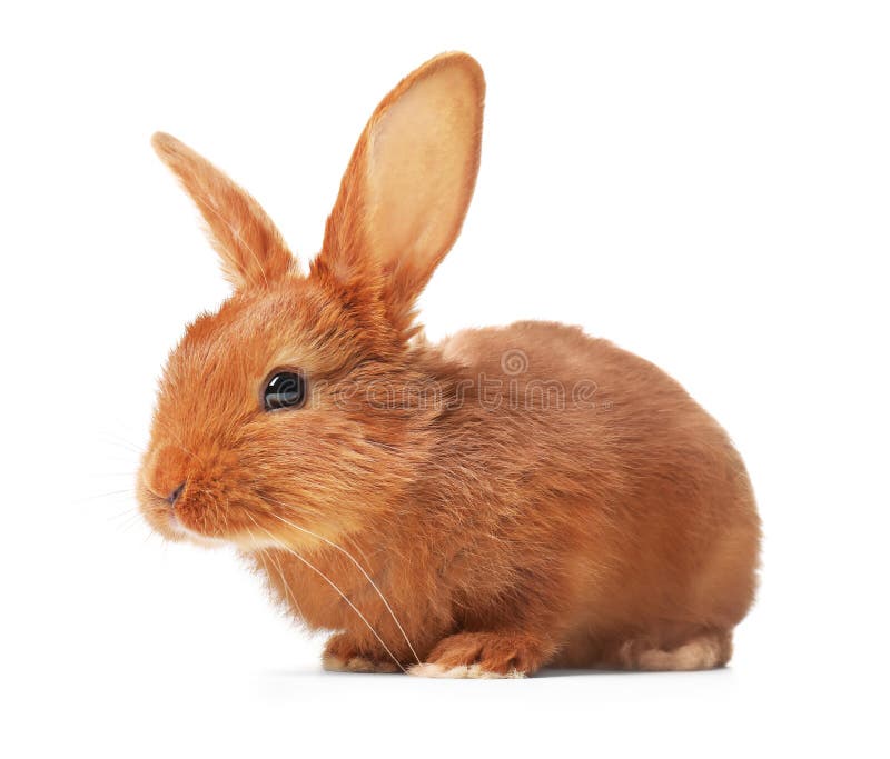 Adorable Bunny Rabbit on White Background Stock Photo - Image of breed ...