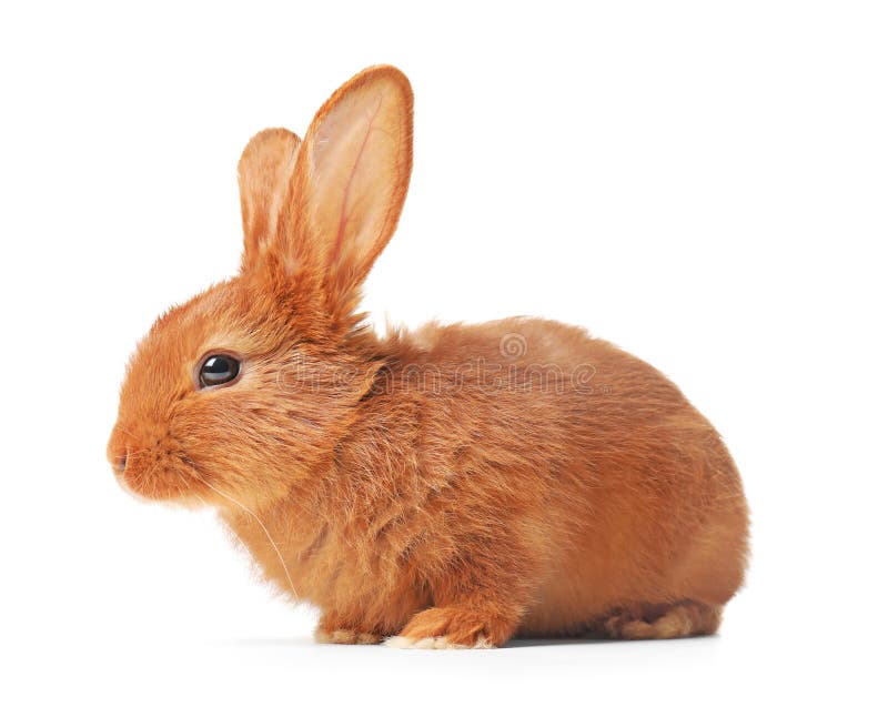 Adorable Fluffy Bunny Rabbit Stock Photo - Image of brown, bunny: 118636860