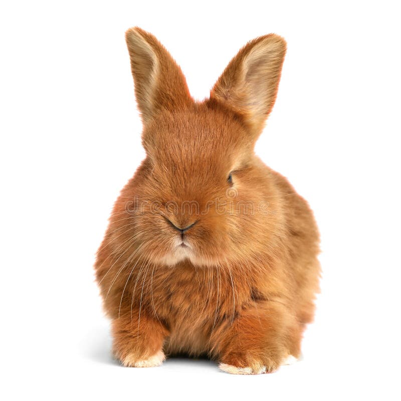 Adorable Fluffy Easter Bunny on Background Stock Image - Image of ...