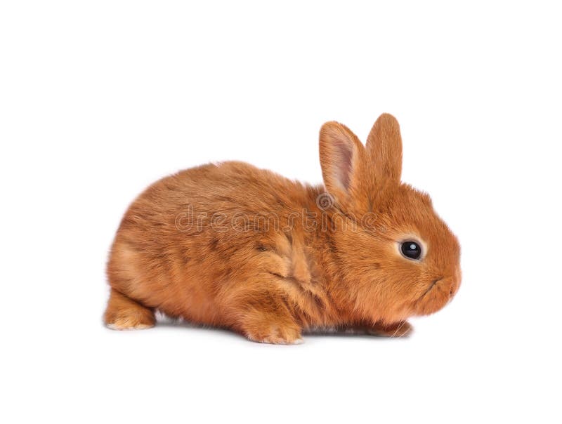 Adorable Fluffy Easter Bunny on Background Stock Photo - Image of ...