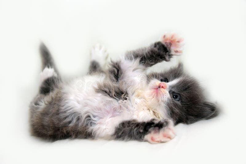 Adorable fluffy kitten stock photo. Image of face, cute - 24092874