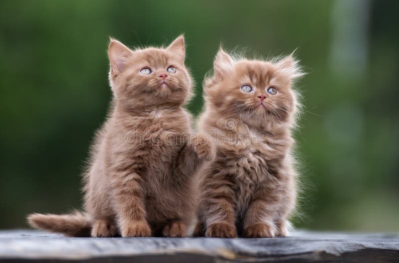 Adorable Fluffy Kittens Outdoors Stock Image - Image of fluffy, sitting ...