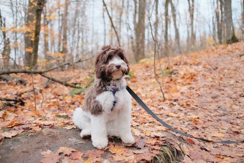 Adorable Fluffy Labradoodle Posing in a Forest Stock Photo - Image of ...