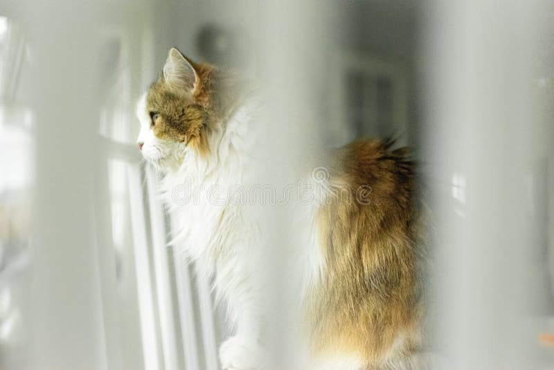 Adorable Fluffy Long-haired Cat Looking Left. Stock Image - Image of ...