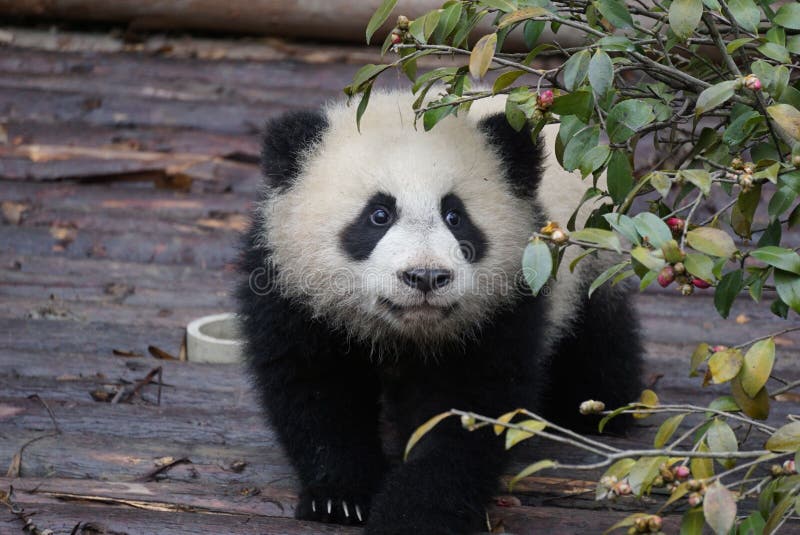 Adorable Fluffy Panda in the Park Stock Photo - Image of wallpaper ...