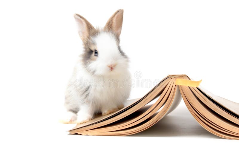 1,167 Rabbit Learning Stock Photos - Free & Royalty-Free Stock Photos ...
