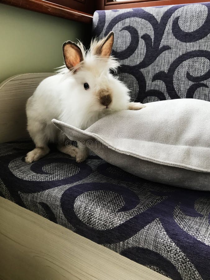 Adorable Fluffy Rabbit Relaxing on a Patterned Sofa Stock Image - Image ...