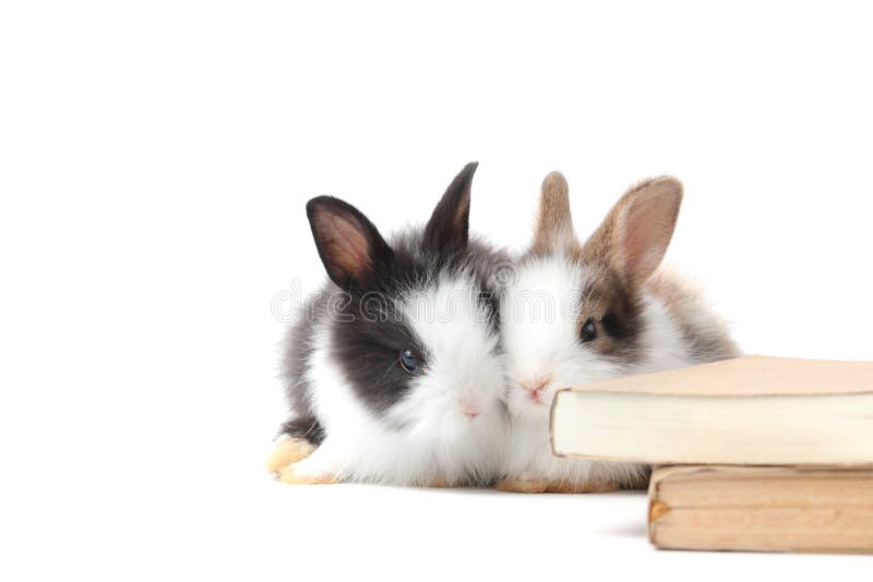 Rabbits Knowledge Stock Photos - Free & Royalty-Free Stock Photos from ...