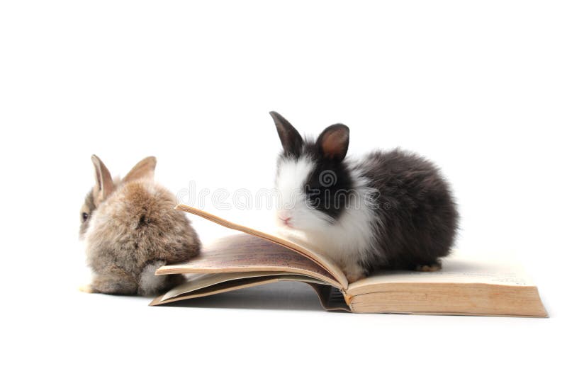 710 Bunny Study Stock Photos - Free & Royalty-Free Stock Photos from ...
