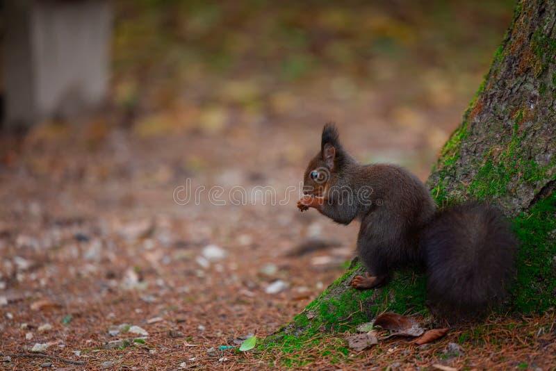 Adorable Fluffy Squirrel with Thick Lush Tail is Eating a Snack ...