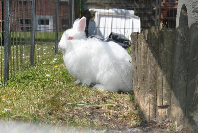 Adorable and Fluffy White Rabbit on the Grass Stock Photo - Image of ...