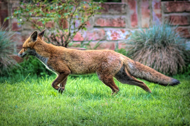 Adorable Fox Calmly Walking through a Lush Green Grassy Backyard Area ...