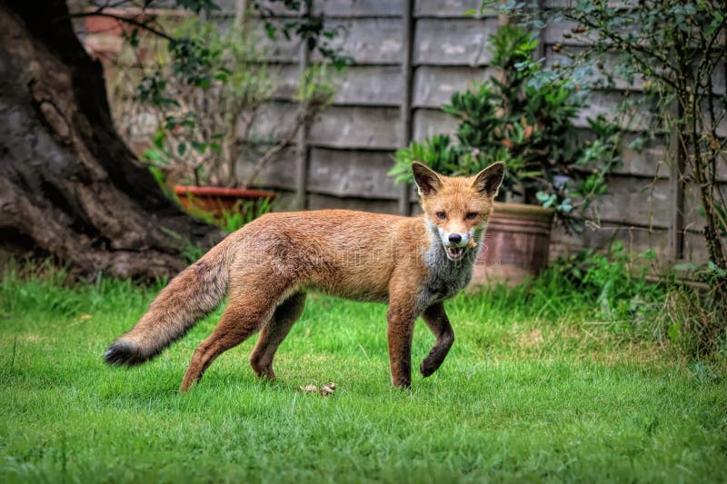 Adorable Fox Calmly Walking through a Lush Green Grassy Backyard Area ...