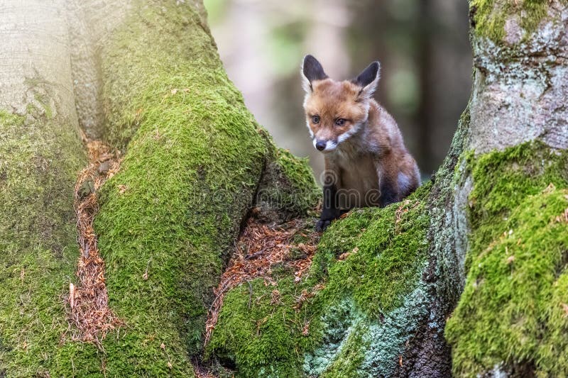 Adorable Fox Cub is Posing in the Forest Stock Photo - Image of ...