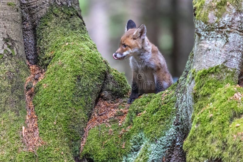 Adorable Fox is Posing in the Forest between Two Trees Stock Photo ...