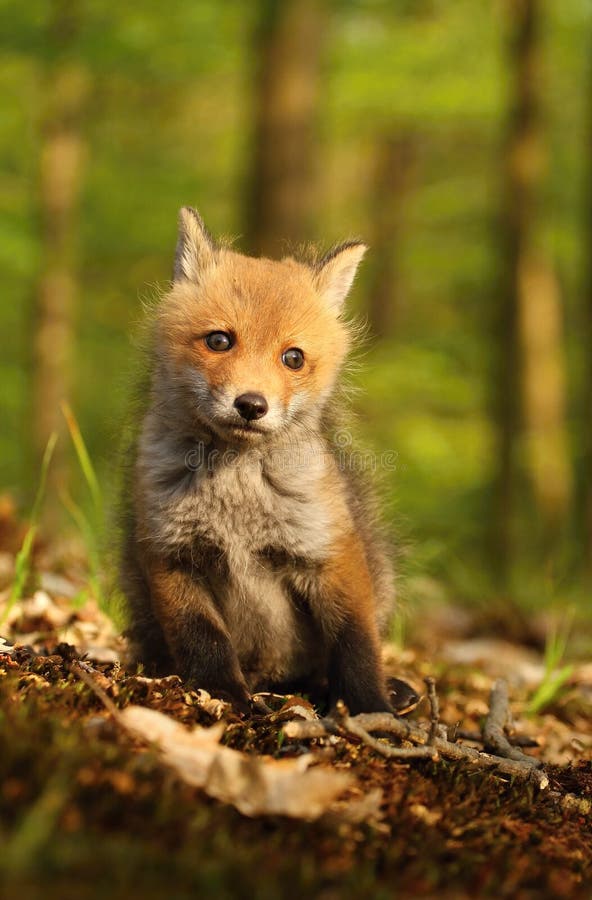 Adorable fox surprised stock image. Image of nature, nice - 71081697