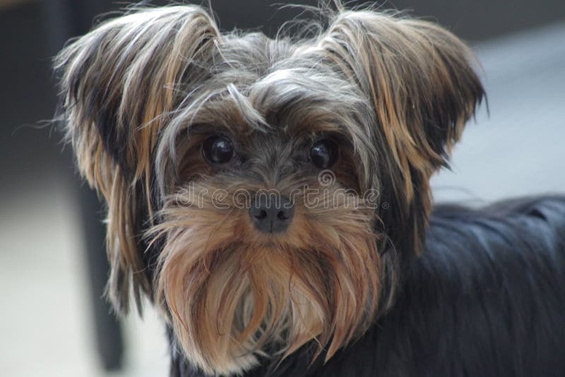 Adorable and Friendly Yorkshire Toy Looking at the Camera Stock Image ...