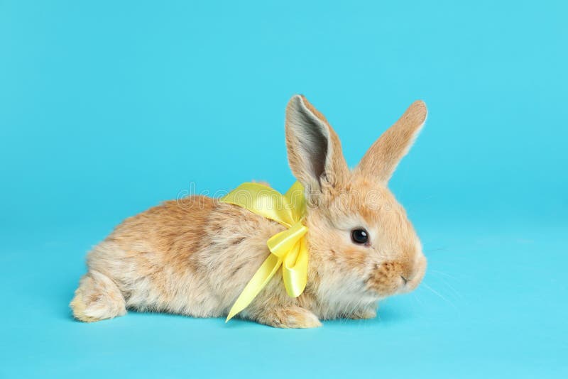 Adorable Furry Easter Bunny with Cute Bow Tie Stock Photo - Image of ...
