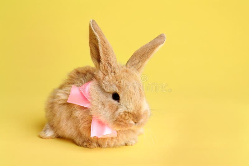 Adorable Furry Easter Bunny with Cute Bow Tie on Color Background Stock ...