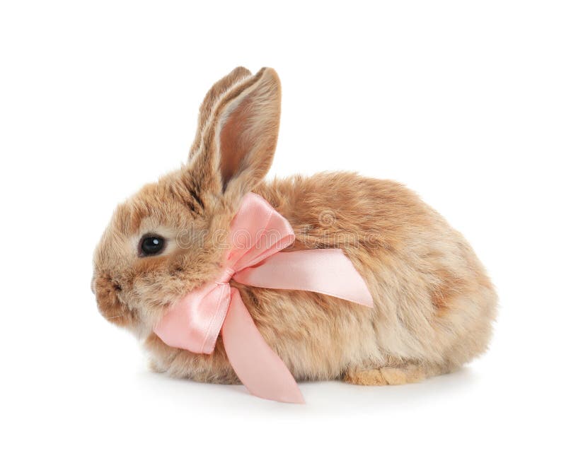 Adorable Furry Easter Bunny with Cute Bow Tie on White Stock Photo ...