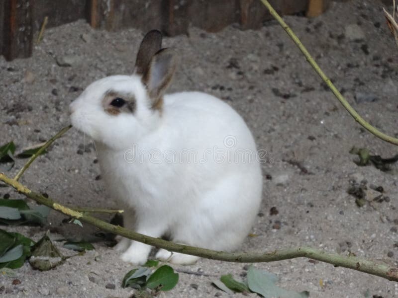 Adorable and Furry Little White Bunny Sitting on the Ground Stock Image ...