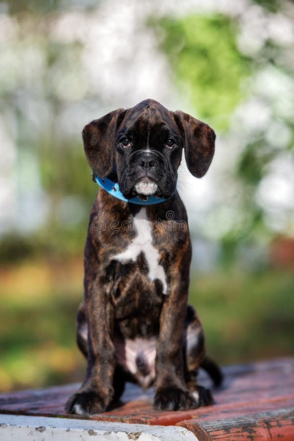 Adorable German Boxer Puppy Posing Outdoors Stock Image - Image of ...