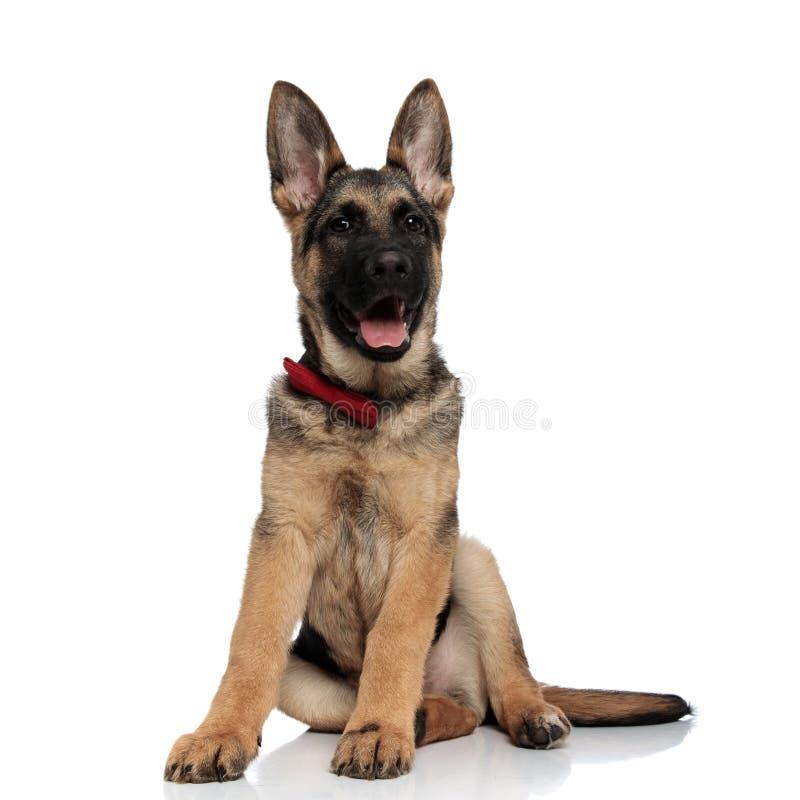 Elegant Wolf Dog Pants Stock Photos - Free & Royalty-Free Stock Photos ...