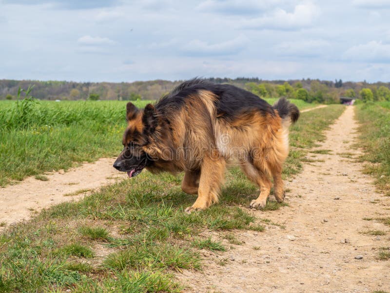 Adorable German Shepherd Dog Playing Outdoor Stock Image - Image of ...