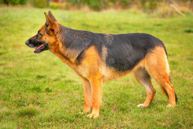 Adorable German Shepherd Standing in Green Grass Stock Photo - Image of ...