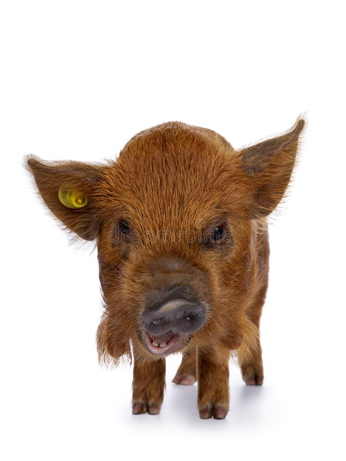 Ginger Kunekune Piglets on White Stock Photo - Image of livestock ...