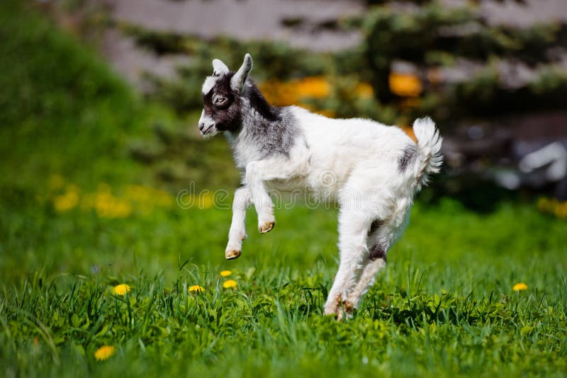 Baby Goats Jumping Around