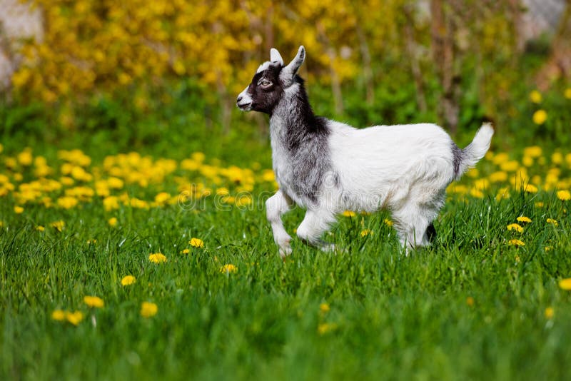 Adorable Goat Kid Running Outdoors Stock Image - Image of green ...