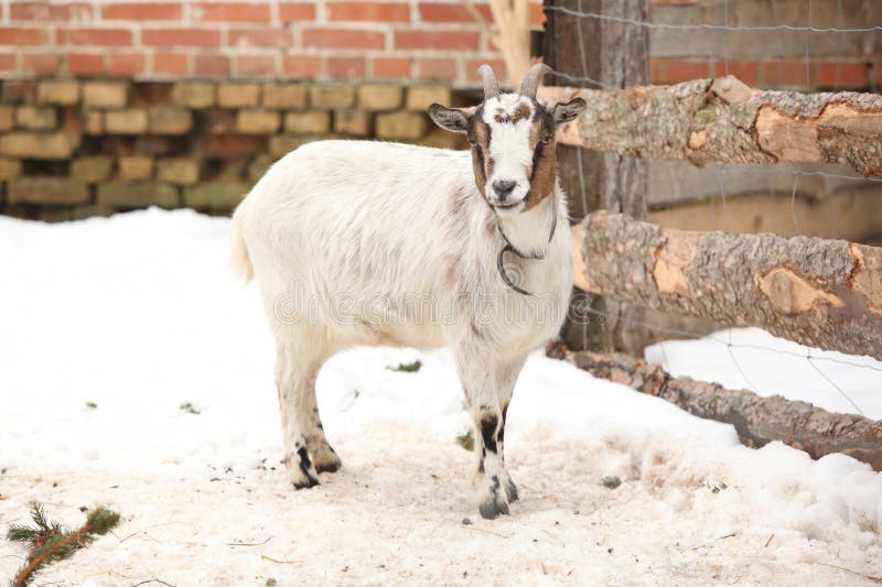 Adorable goat in winter stock image. Image of barf, purebred - 314153555