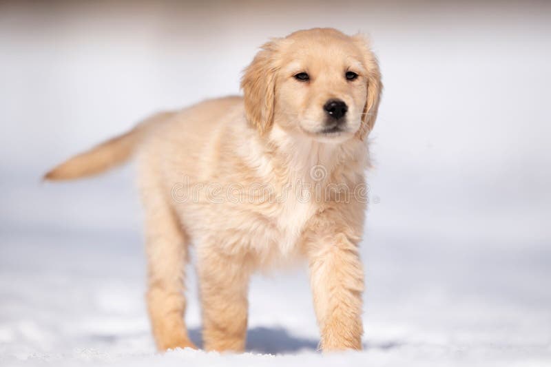 Adorable Golden Retriever Puppy in the Snow. Stock Photo - Image of ...