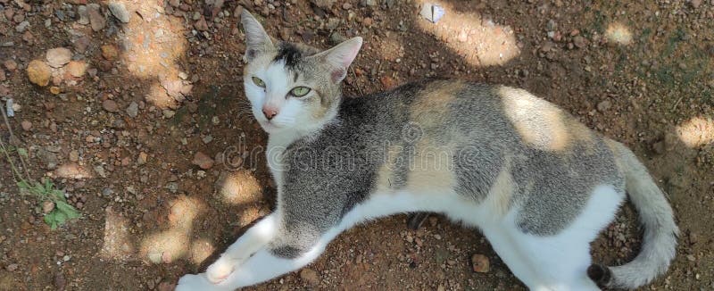 Adorable Gorgeous Asian Cat Stock Image - Image of gorgeous, kitten ...