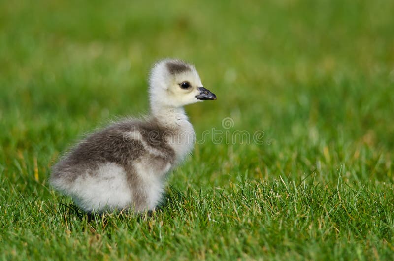 Adorable Gosling Looking for Food in the Green Grass Stock Image ...