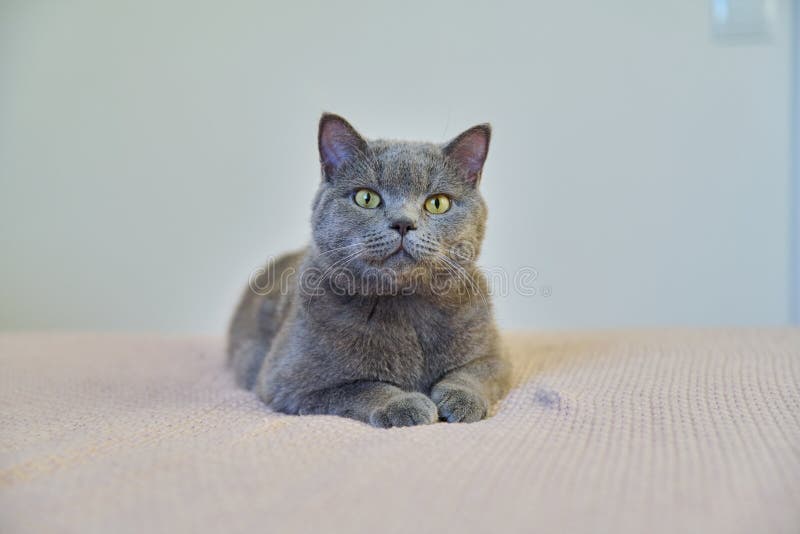Gray Cat Pet Lying Resting at Home on the Bed Stock Photo - Image of ...