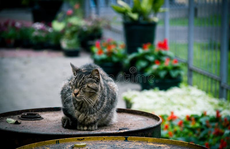 Adorable Gray Cat with Patterns Sleeping on a Metal Container Stock ...