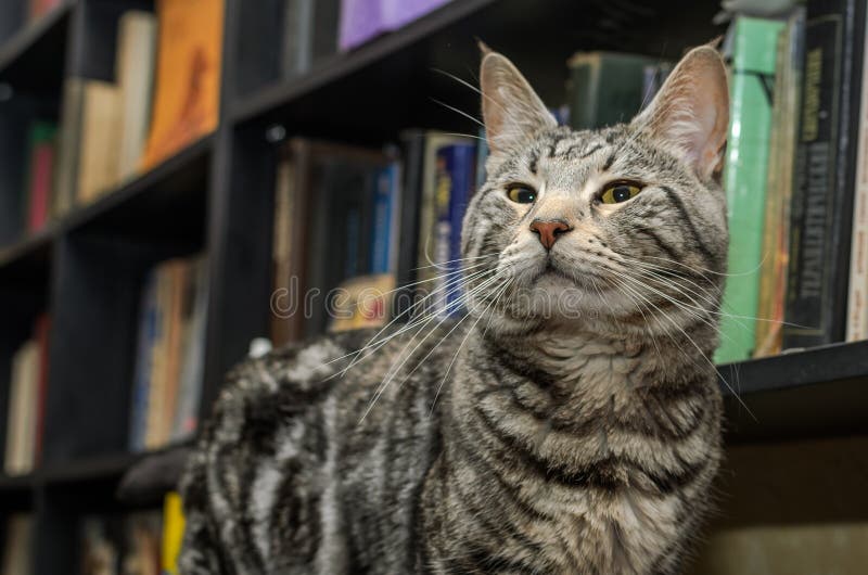 Adorable Gray Striped Cat at Home Stock Image - Image of detail ...