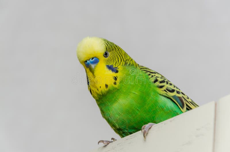 Adorable Green Budgie Sitting on the Door Stock Photo - Image of bird ...