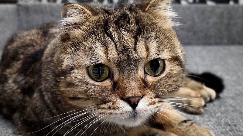 Adorable Grey Scottish Fold Tabby Cat Stock Photo - Image of calm ...
