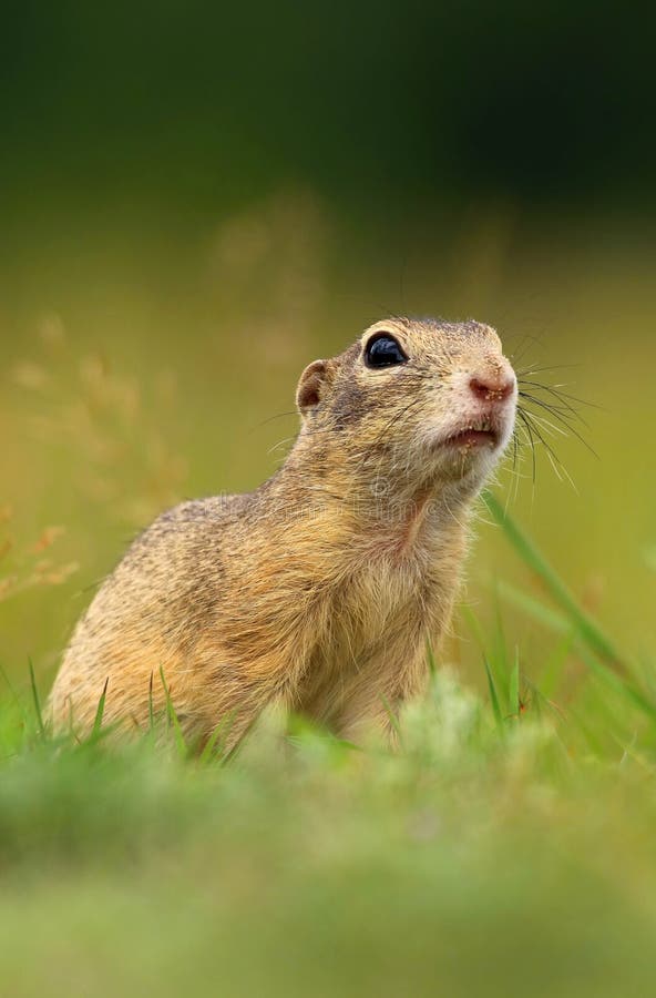 Ground squirrel screaming stock image. Image of rodent - 25718929