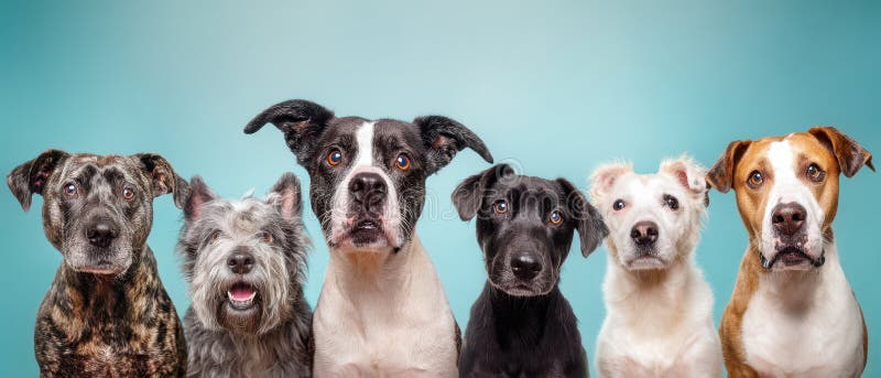 The Adorable Group of Dogs Posing Together in a Cheerful Studio Setting ...