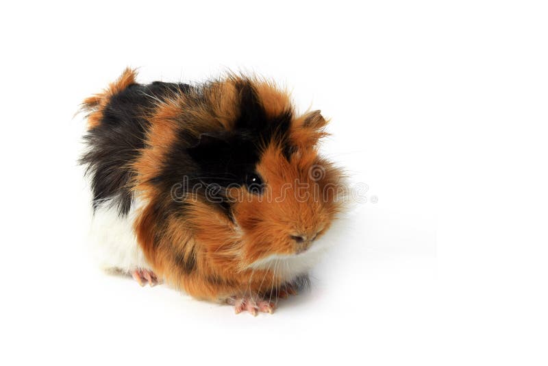 Rabbit tongue out stock image. Image of cutout, isolated - 13241745