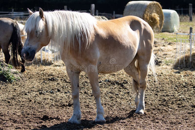 Haflinger Horse Grazing on the Farm Stock Photo - Image of pasture ...